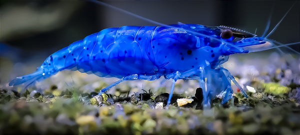 Blue velvet shrimp - CO2Art.eu
